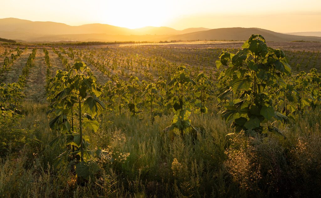 Cultivating Healthy Kiri Trees: The Soil Essentials – Woodex